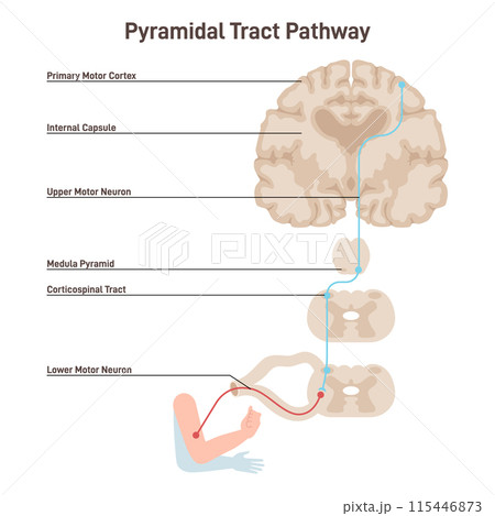 Pyramidal tract pathway. Somatic nervous...のイラスト素材 [115446873] - PIXTA