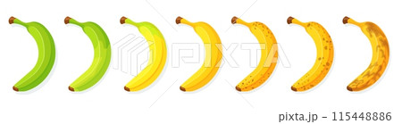 Banana ripeness stages. Ripe bananas ripen...のイラスト素材 [115448886] - PIXTA