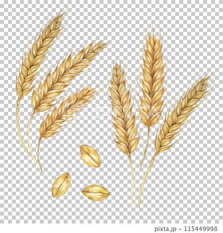 Wheat ears, stalks of barley golden cereal...のイラスト素材 [115449998] - PIXTA