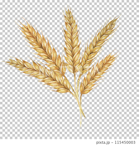 Wheat ears, stalks of barley golden cereal... - Stock Illustration [115450003] - PIXTA