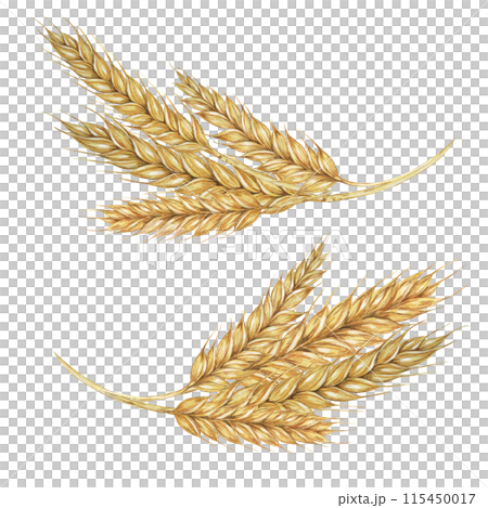 Wheat ears, stalks of barley golden cereal...のイラスト素材 [115450017] - PIXTA