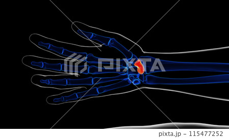 Human skeleton scaphoid bone anatomy 3D renderingのイラスト素材 [115477252 ...
