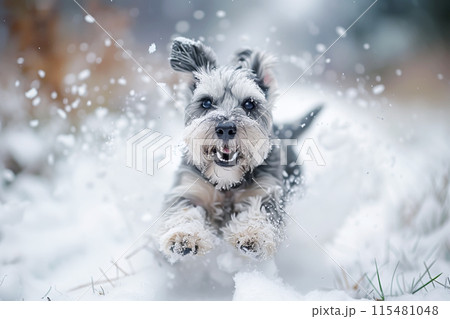 Energetic Miniature Schnauzer running through...のイラスト素材 [115481048] - PIXTA