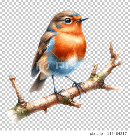 Colorful Robin Perched on Branch Illustrationのイラスト素材 [115484217] - PIXTA