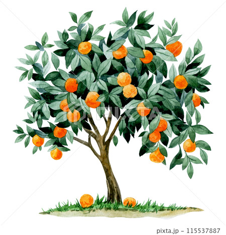 watercolor drawing, orange, tangerine tree....のイラスト素材 [115537887] - PIXTA