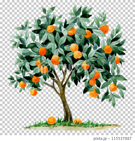 watercolor drawing, orange, tangerine tree....のイラスト素材 [115537887] - PIXTA