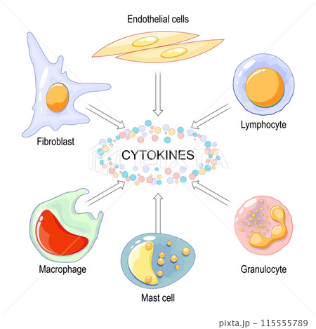 Cytokines are produced by macrophage,...のイラスト素材 [115555789] - PIXTA