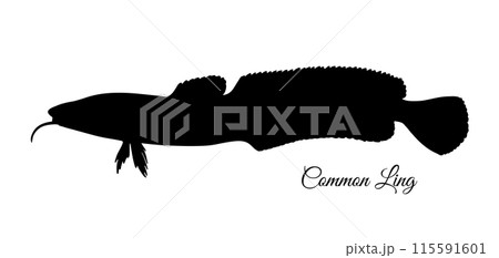 Common ling silhouetteのイラスト素材 [115591601] - PIXTA