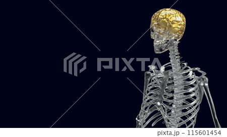 The crystal skeleton and gold brain for...のイラスト素材 [115601454] - PIXTA