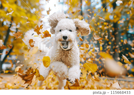 Happy white Poodle running through falling...のイラスト素材 [115668433] - PIXTA