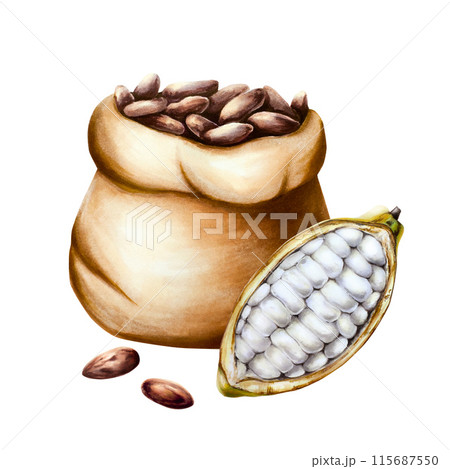 Watercolor composition with open cocoa pod,...のイラスト素材 [115687550] - PIXTA