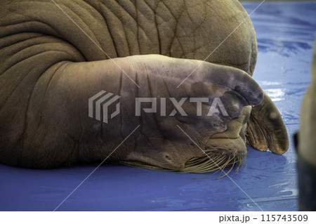 Walrus Side View