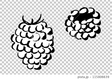 Brush-drawn raspberry line drawing illustration... - Stock Illustration ...