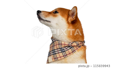 isolated portrait shiba inu wearing plaid scarfの写真素材 [115839943] - PIXTA