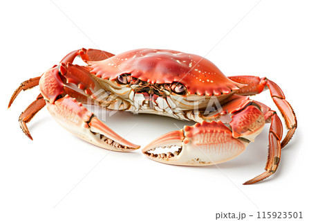 Dungeness Crab isolated on white backgroundのイラスト素材 [115923501] - PIXTA