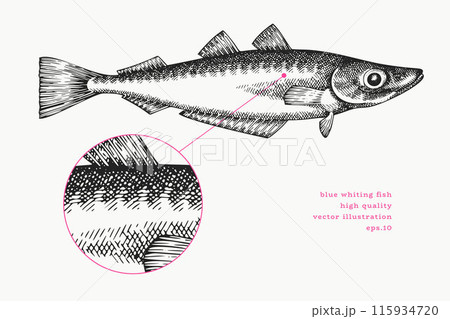 Vintage Style Blue Whiting Illustration. Vector...のイラスト素材 [115934720 ...