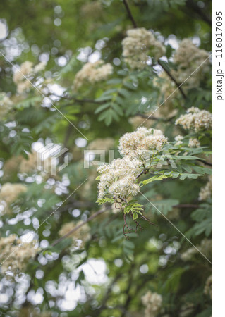 Branch of a rowan tree in bloom in June,...の写真素材 [116017095] - PIXTA