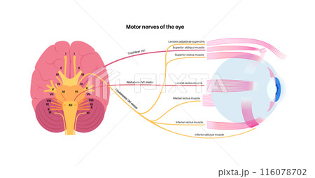 Motor nerves of the eyeのイラスト素材 [116078702] - PIXTA