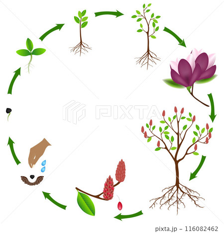 Life cycle of pink magnolia on a white background.のイラスト素材 [116082462 ...