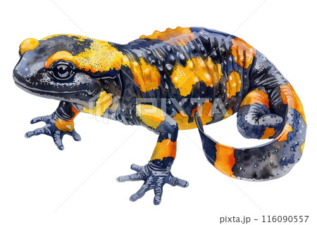 Fire Salamander Drawing Lifelike Corsican Fire Salamander And