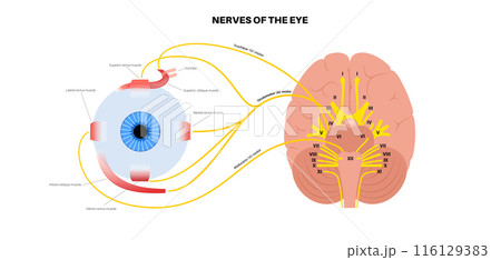 Motor nerves of the eyeのイラスト素材 [116129383] - PIXTA