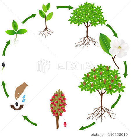 Life cycle of a magnolia Grandiflora plant on a...のイラスト素材 [116238019 ...