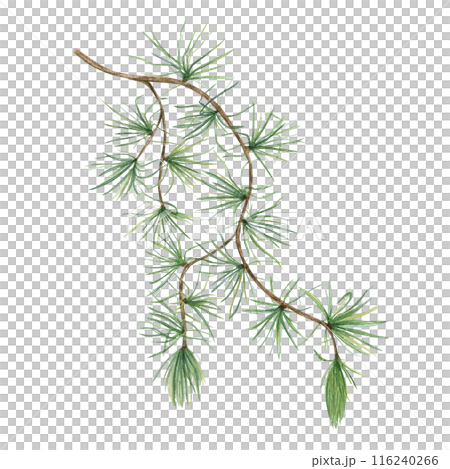 European Larch or Larix tree (Larix decidua)....のイラスト素材 [116240266] - PIXTA