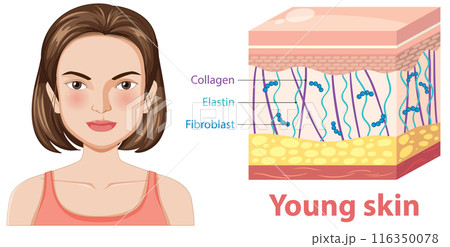 Young Skin Structure Illustrationのイラスト素材 [116350078] - PIXTA