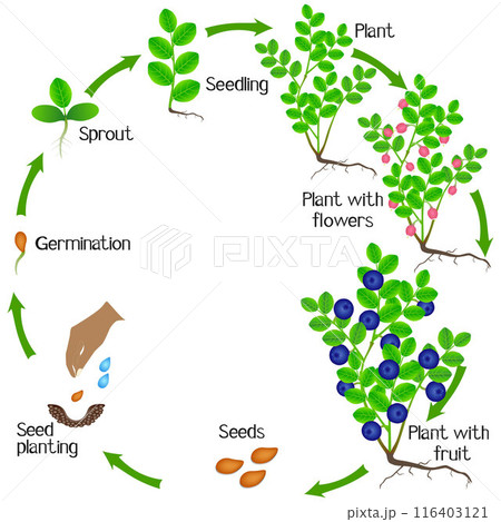 A growth cycle of a blueberry plant on a white...のイラスト素材 [116403121 ...
