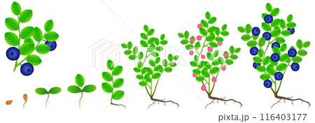 Cycle of growth of a blueberry plant on a white...のイラスト素材 [116403177 ...