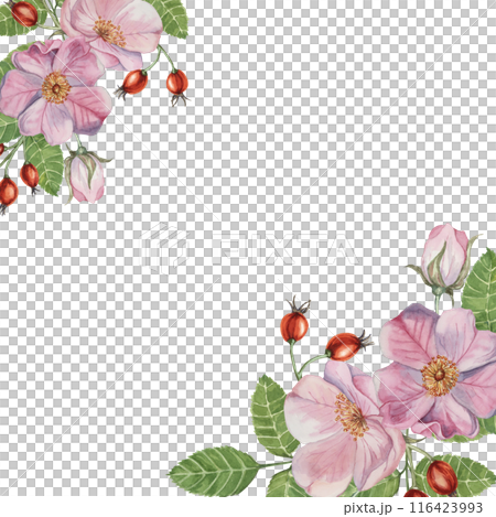 Rosehip corner frame template. Pink wild rose...のイラスト素材 [116423993] - PIXTA