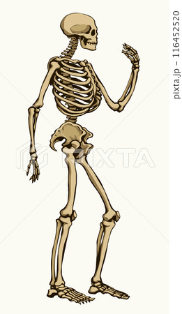 Human skeleton. Vector schematic drawingのイラスト素材 [116452520] - PIXTA