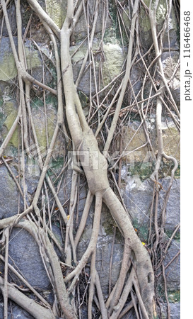 Vertical brown tree trunk grunge natural root...の写真素材 [116466468] - PIXTA