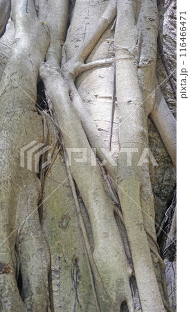 Vertical brown tree trunk grunge natural root...の写真素材 [116466471] - PIXTA
