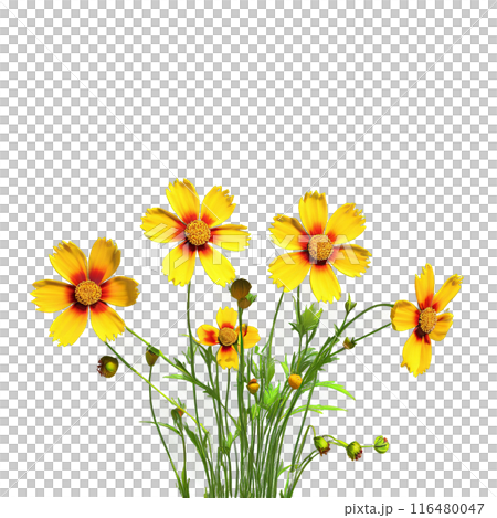 Tickseed Coreopsis spp with masses of bright...のイラスト素材 [116480047] - PIXTA
