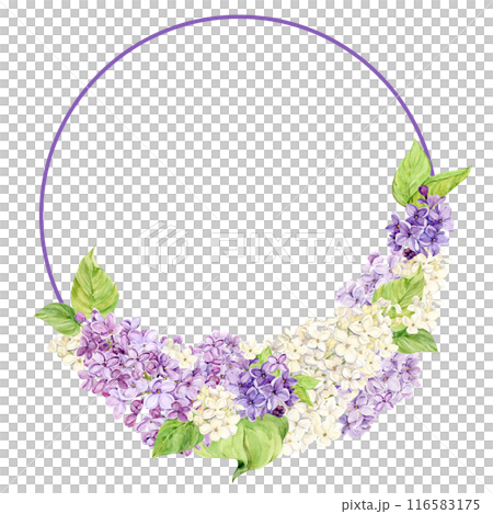 Elegant oval frame with lilac. Template with...のイラスト素材 [116583175] - PIXTA