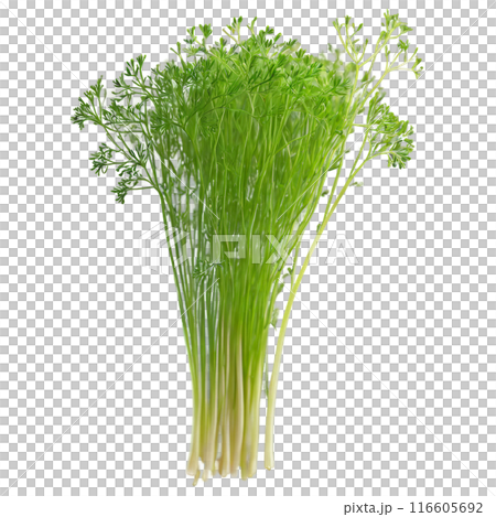 Fennel microgreens Foeniculum vulgare wispy...のイラスト素材 [116605692] - PIXTA