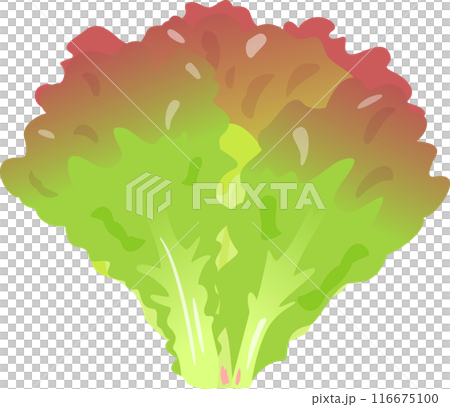 A single head of sunny lettuce - Stock Illustration [116675100] - PIXTA