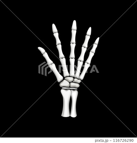 Skeleton hand gesture, isolated vector skeletal...のイラスト素材 [116726290 ...
