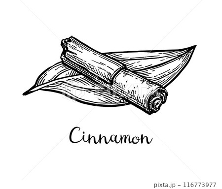 Cinnamon ink sketchのイラスト素材 [116773977] - PIXTA
