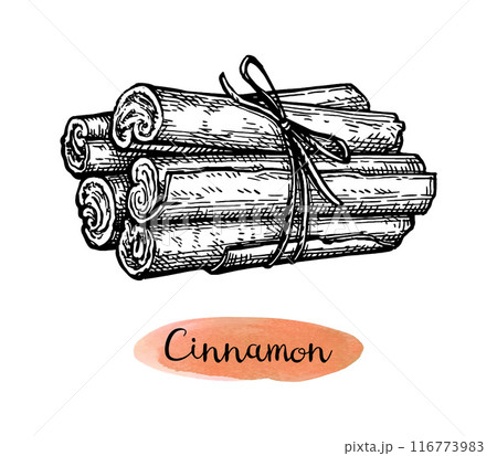 Cinnamon ink sketchのイラスト素材 [116773983] - PIXTA