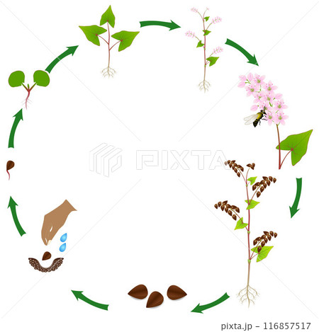 Cycle of a buckwheat plant growth isolated on...のイラスト素材 [116857517] - PIXTA