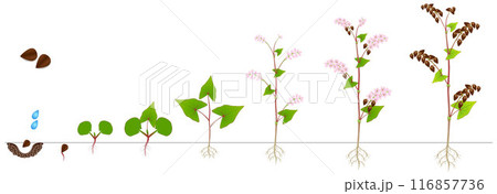Cycle of growth of a buckwheat plant on a white...のイラスト素材 [116857736 ...