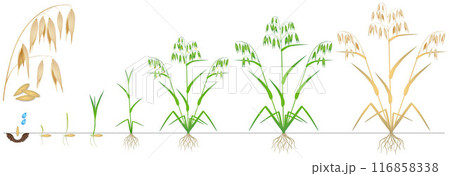 Cycle of growth of a oat plant on a white...のイラスト素材 [116858338] - PIXTA