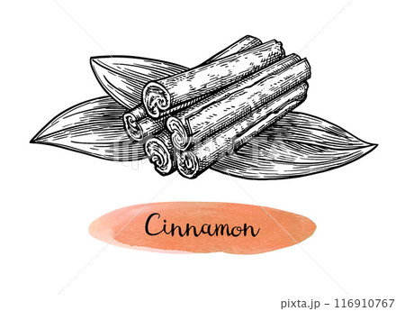 Cinnamon ink sketchのイラスト素材 [116910767] - PIXTA