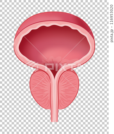 Empty bladder - Stock Illustration [116953020] - PIXTA