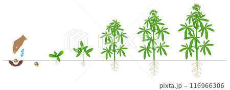 Cycle of growth of a plant of a cannabis...のイラスト素材 [116966306] - PIXTA