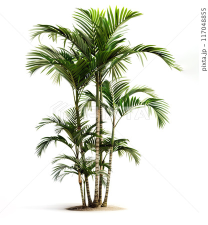 A cluster of palm trees with lush green fronds,...のイラスト素材 [117048855 ...