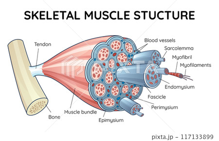Skeletal muscle anatomy outline diagram....のイラスト素材 [117133899] - PIXTA