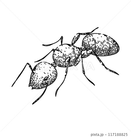 soldier ant sketch hand drawn vectorのイラスト素材 [117188825] - PIXTA